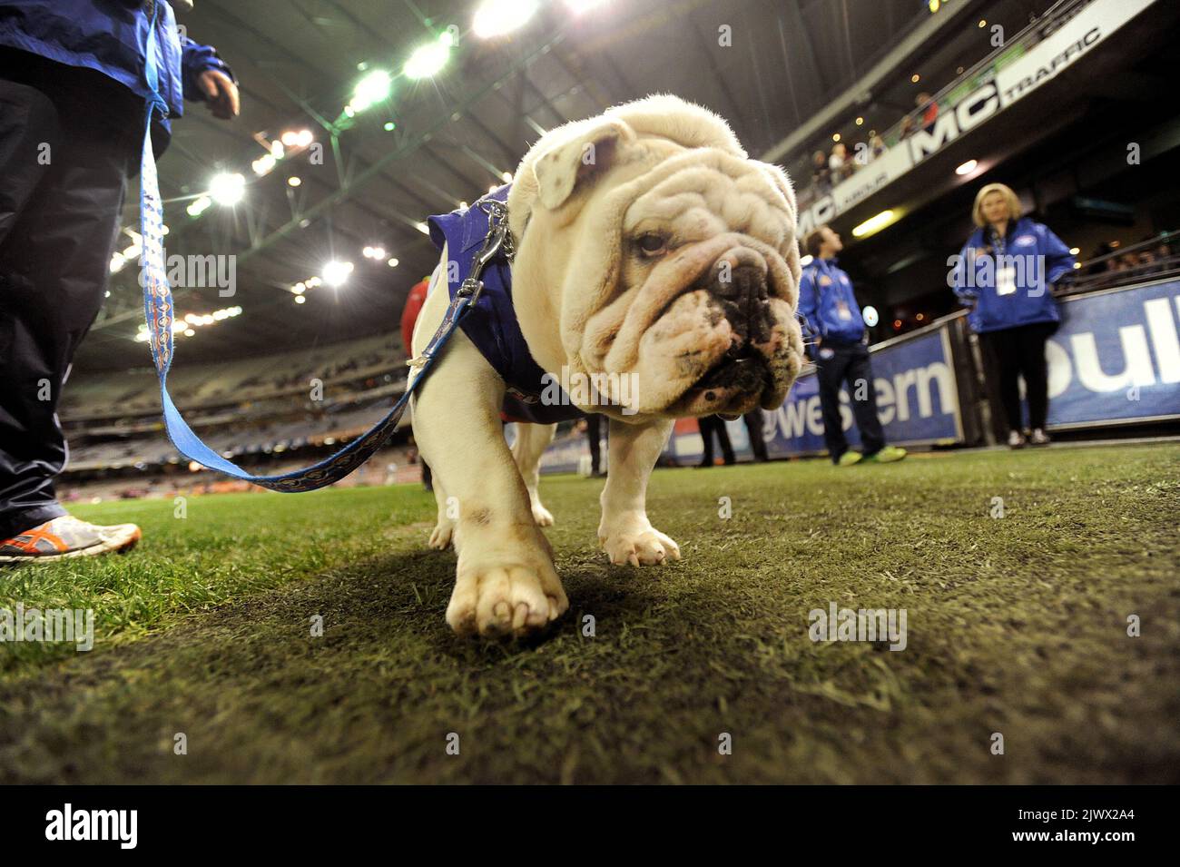 Syd the Western Bulldogs mascot takes a walk on the turf, before the ...