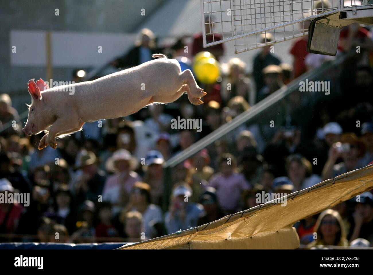 Pig Racing and Pig Diving contests, are one of the favourite events, at ...