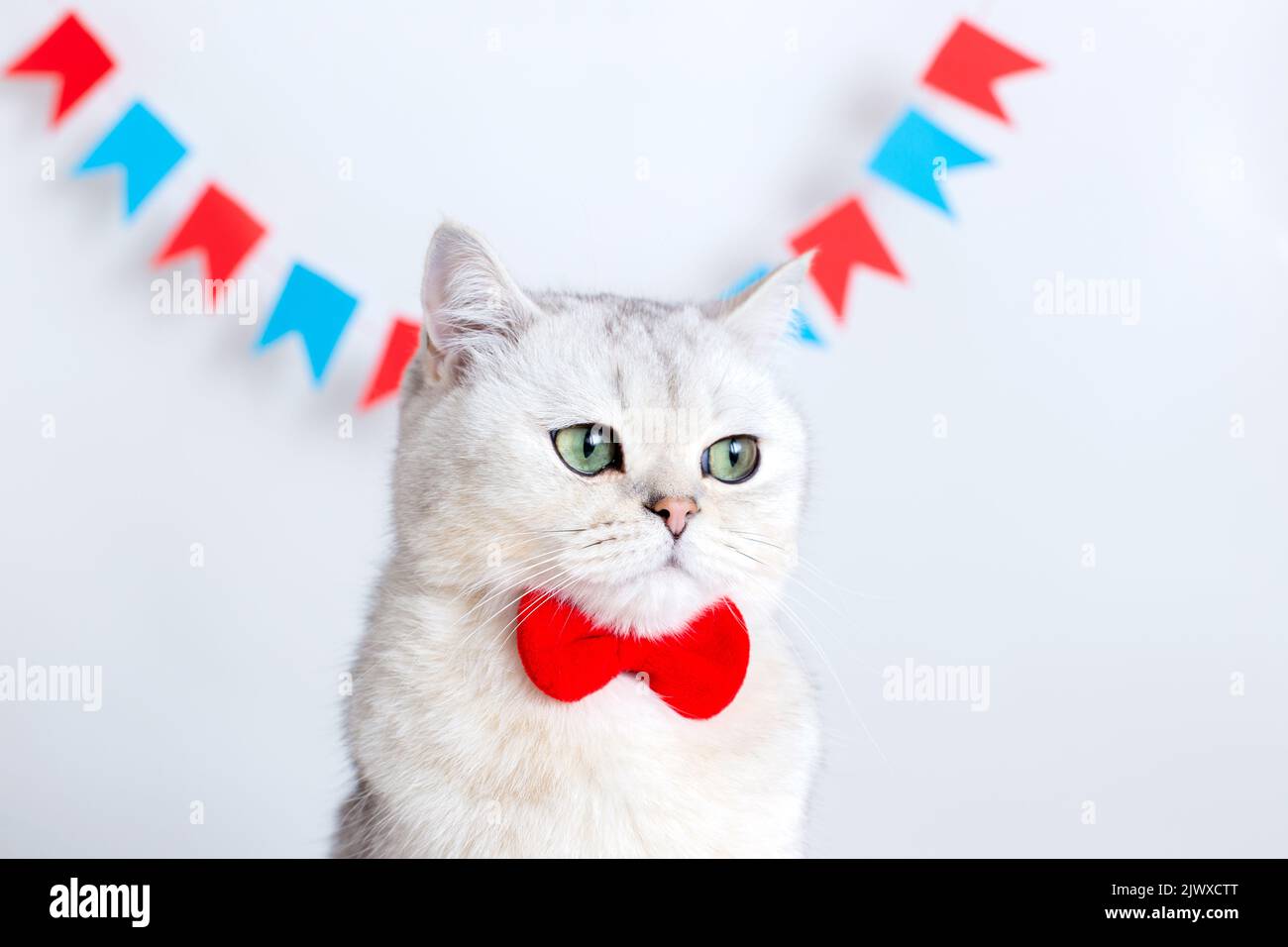 Portrait of a sad white cat in a red bow tie sitting on a white ...