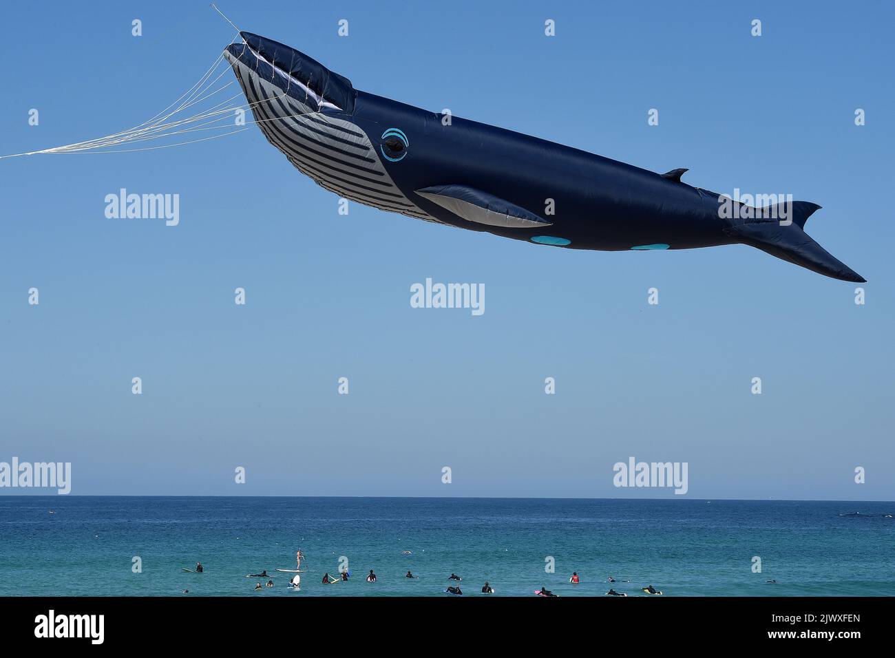 Surfers wiat for a wave as a kite in the shape of a humpback whale ...