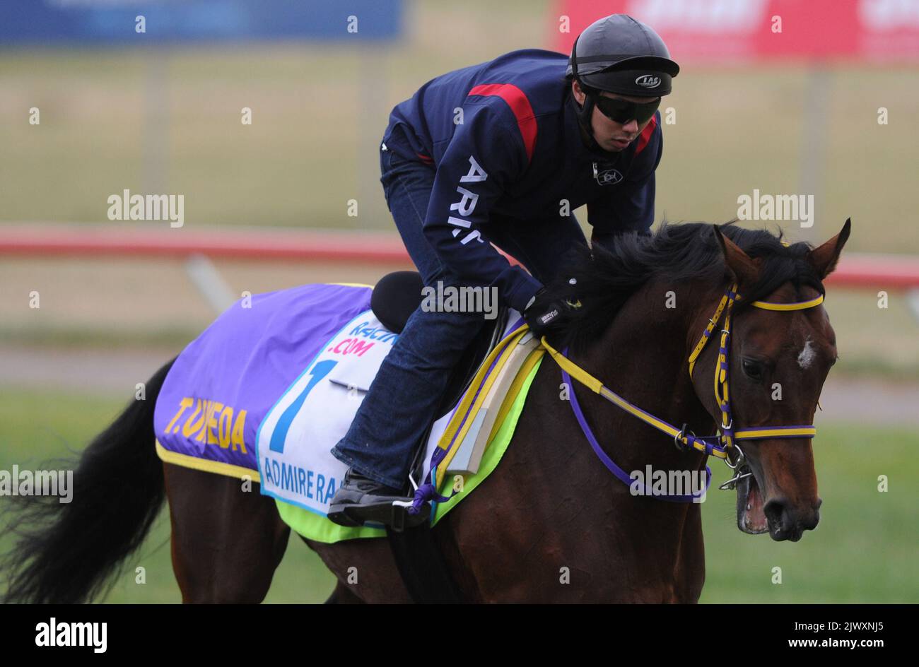 Melbourne Cup favorite Admire Rakti is exercised at Werribee Racecourse ...