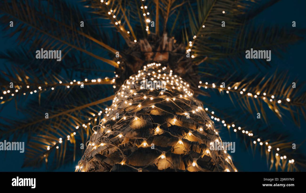 Palm tree decorated with light in Doha Qatar for Ramadan Stock Photo ...