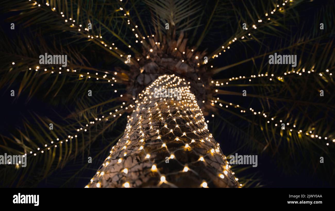 Palm tree decorated with light in Doha Qatar for Ramadan Stock Photo ...