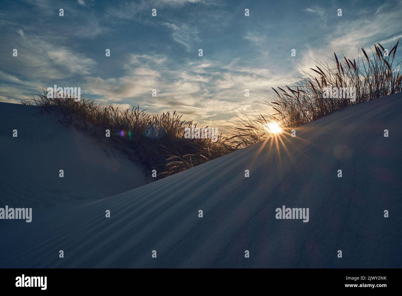 Sun shines through dune at the danish north sea coast. High quality ...