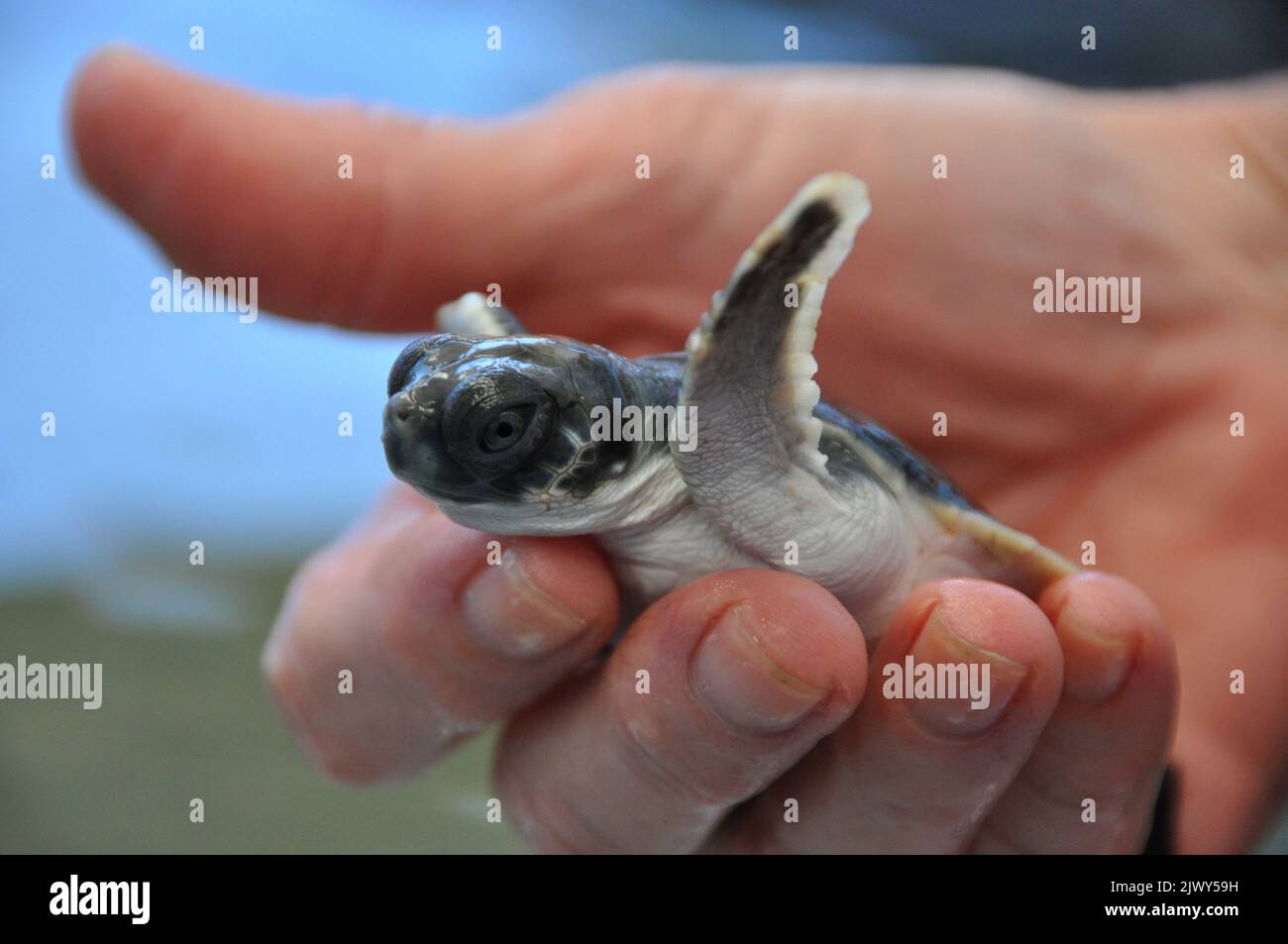 A rare flatback turtle hatchling at the Aquarium of Western Australia ...