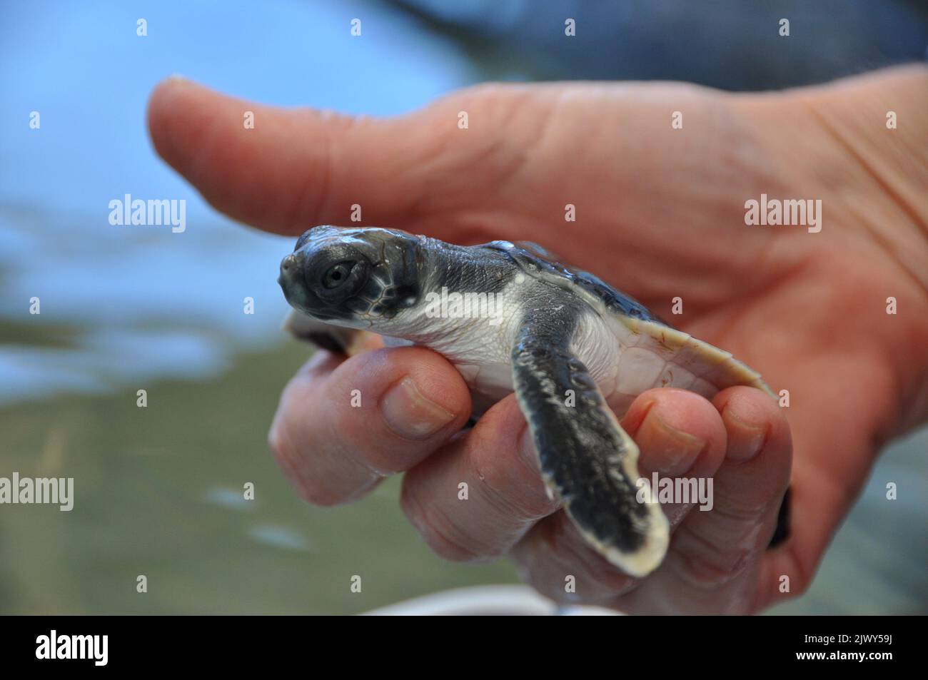A rare flatback turtle hatchling at the Aquarium of Western Australia ...