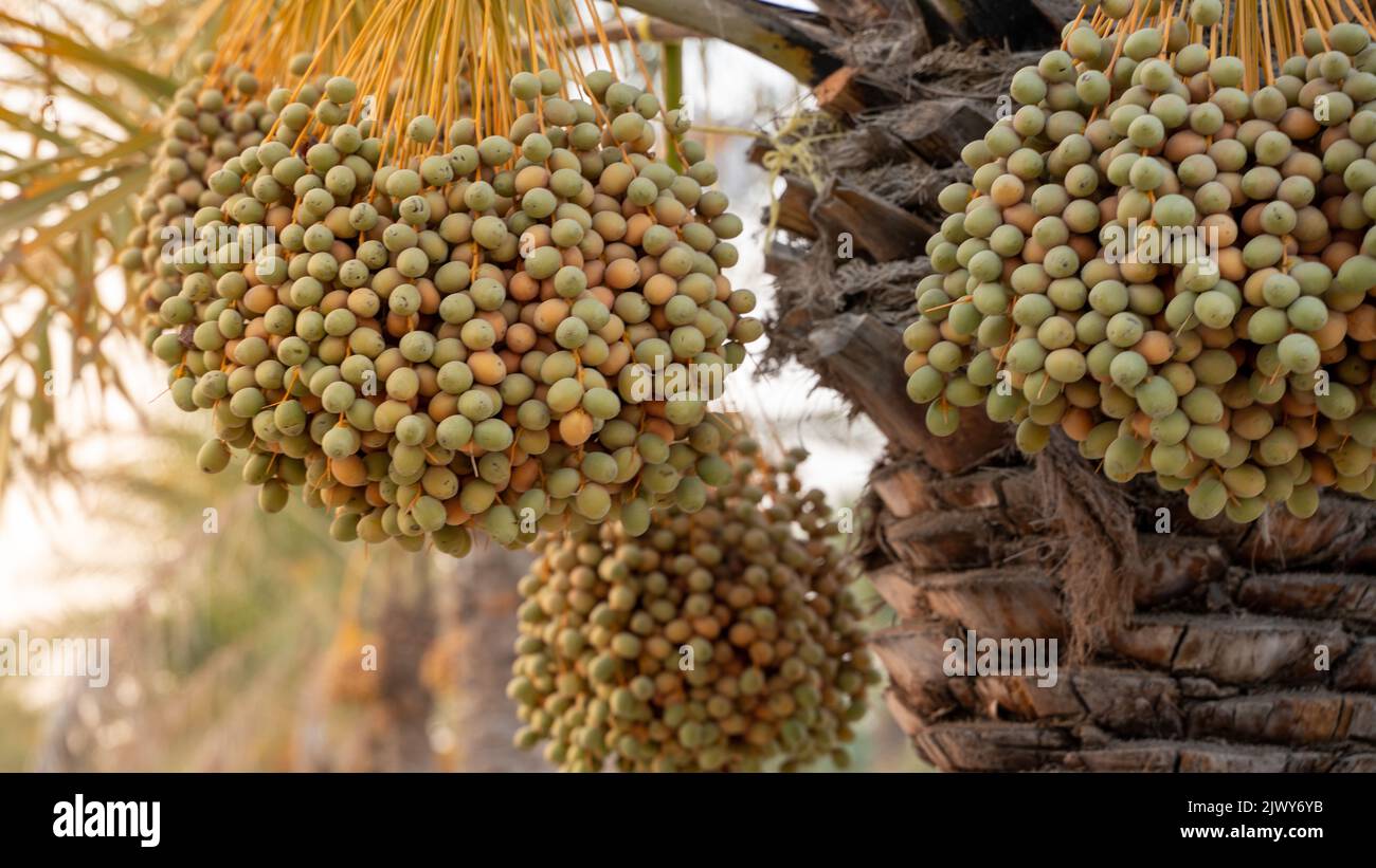 Dates farm egypt harvest hi-res stock photography and images - Alamy