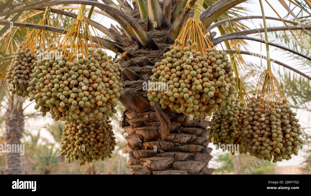 dates growing at date plantation in the Arab country Stock Photo - Alamy