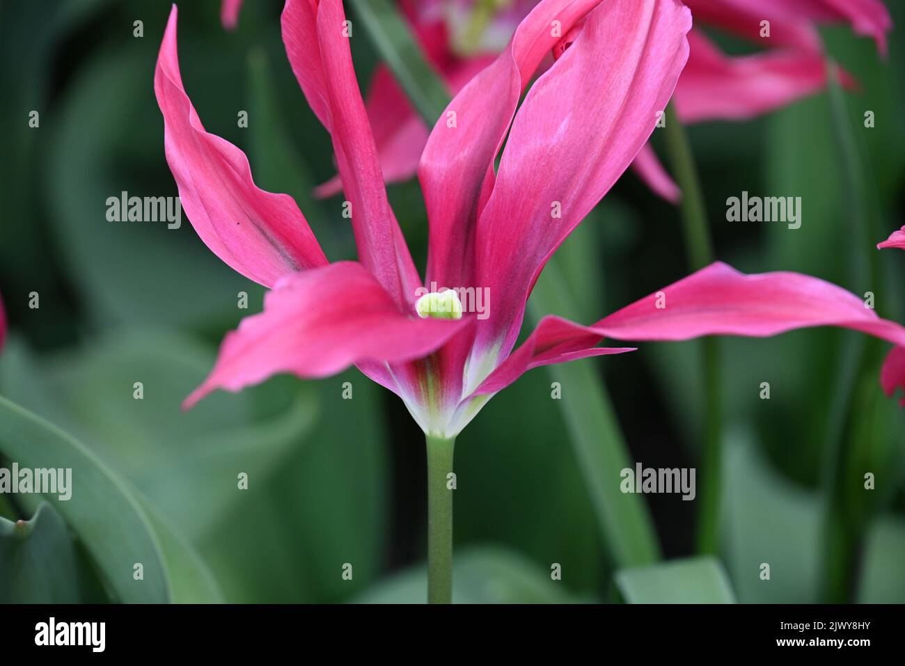 Swamp beds hi-res stock photography and images - Alamy