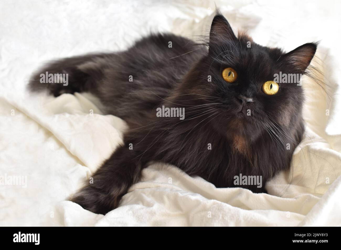 Black Persian cat lying on a white bed sheet. Cute kitten playing in ...