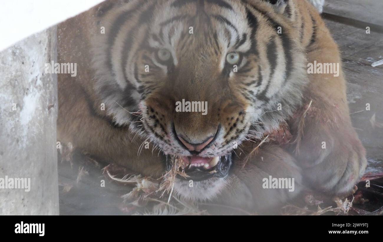 One of Harbin's Siberian tigers chows down on a fresh kill on Monday ...