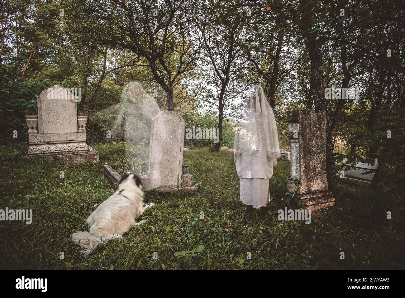 scary ghost in cemetery at night Halloween background Stock Photo - Alamy