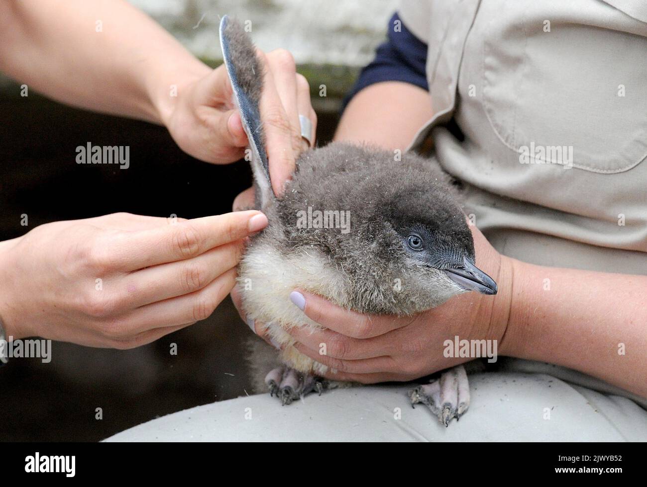 Melbourne Zoo vet Dr. Sarah Frith inspects a young penguin, Wednesday ...