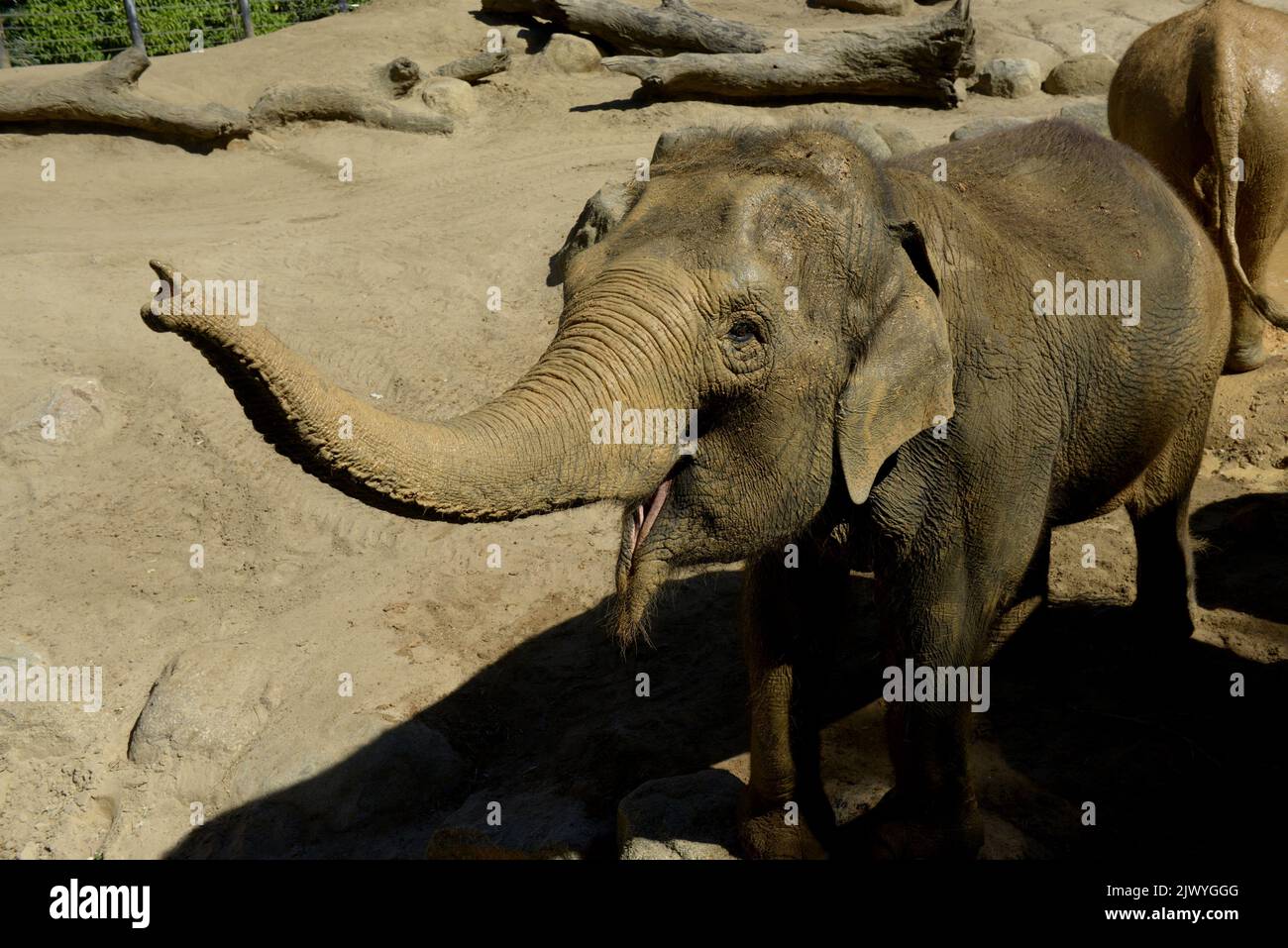 Melbourne Zoo's Asian Elephant's enjoy a new mud wallow in their ...