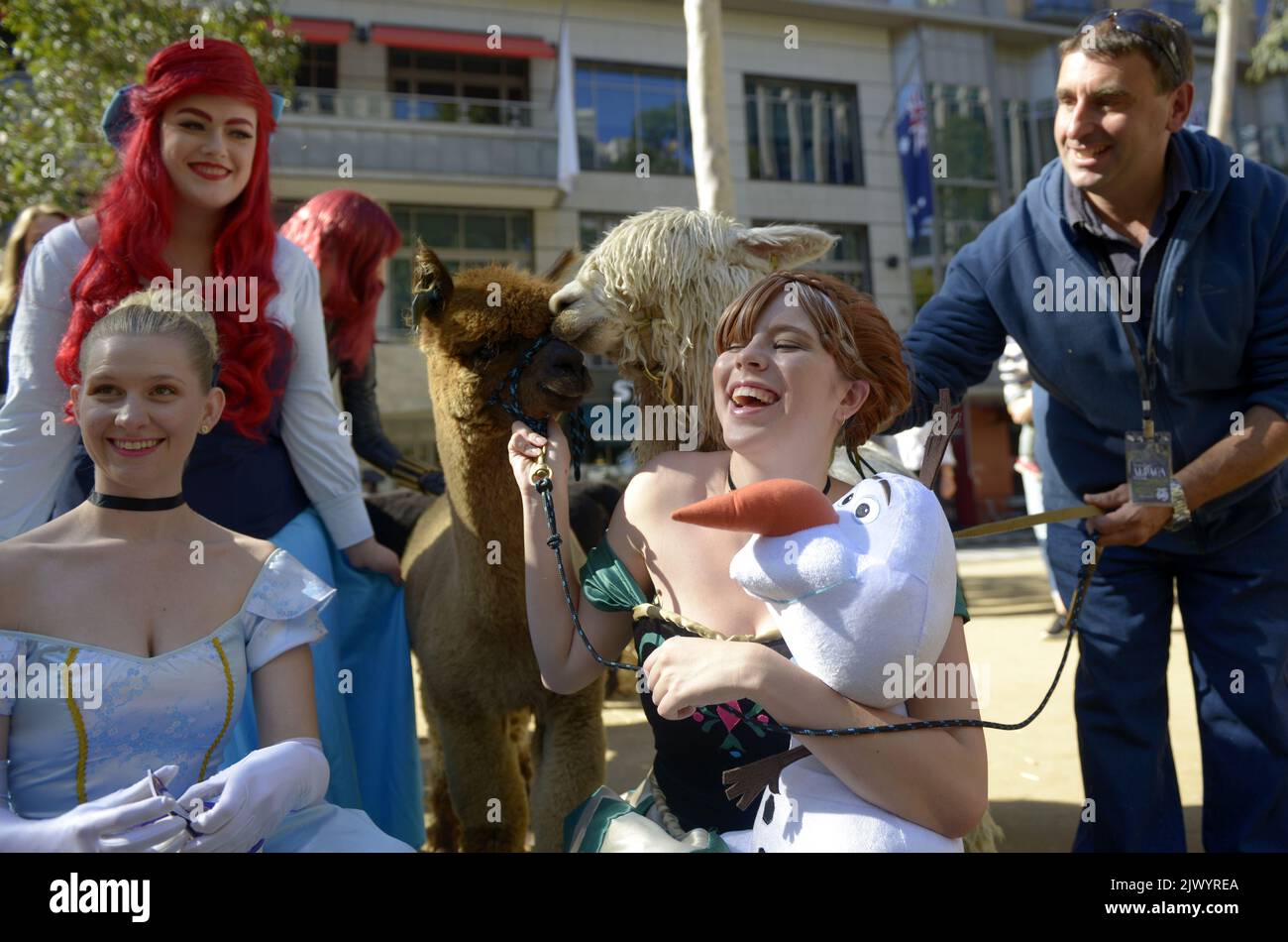 Women wearing cosplay pose for photographs with Alpacas during a ...