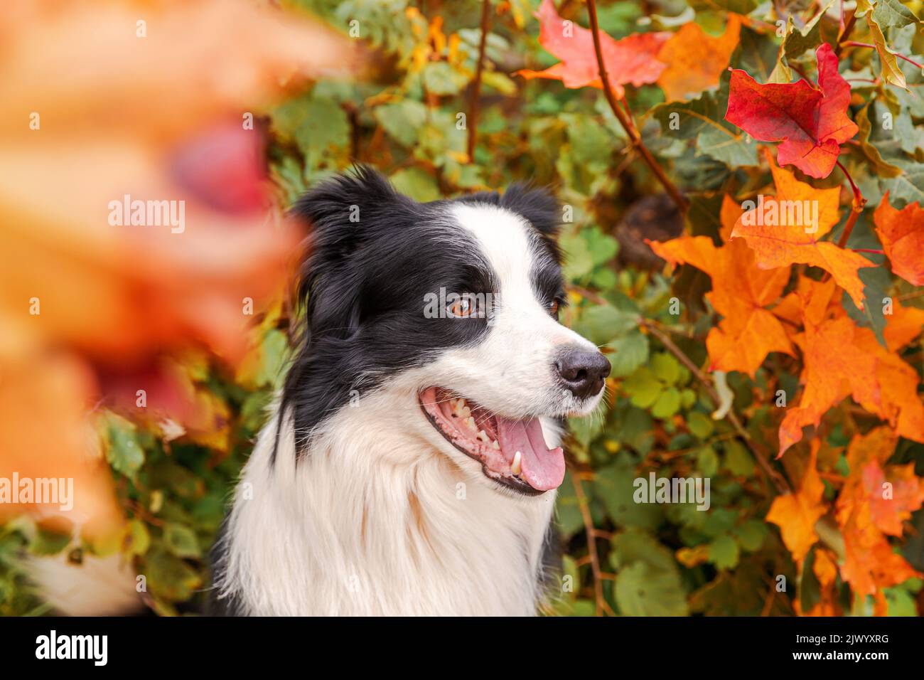 Funny smiling puppy dog border collie sitting on fall colorful foliage ...