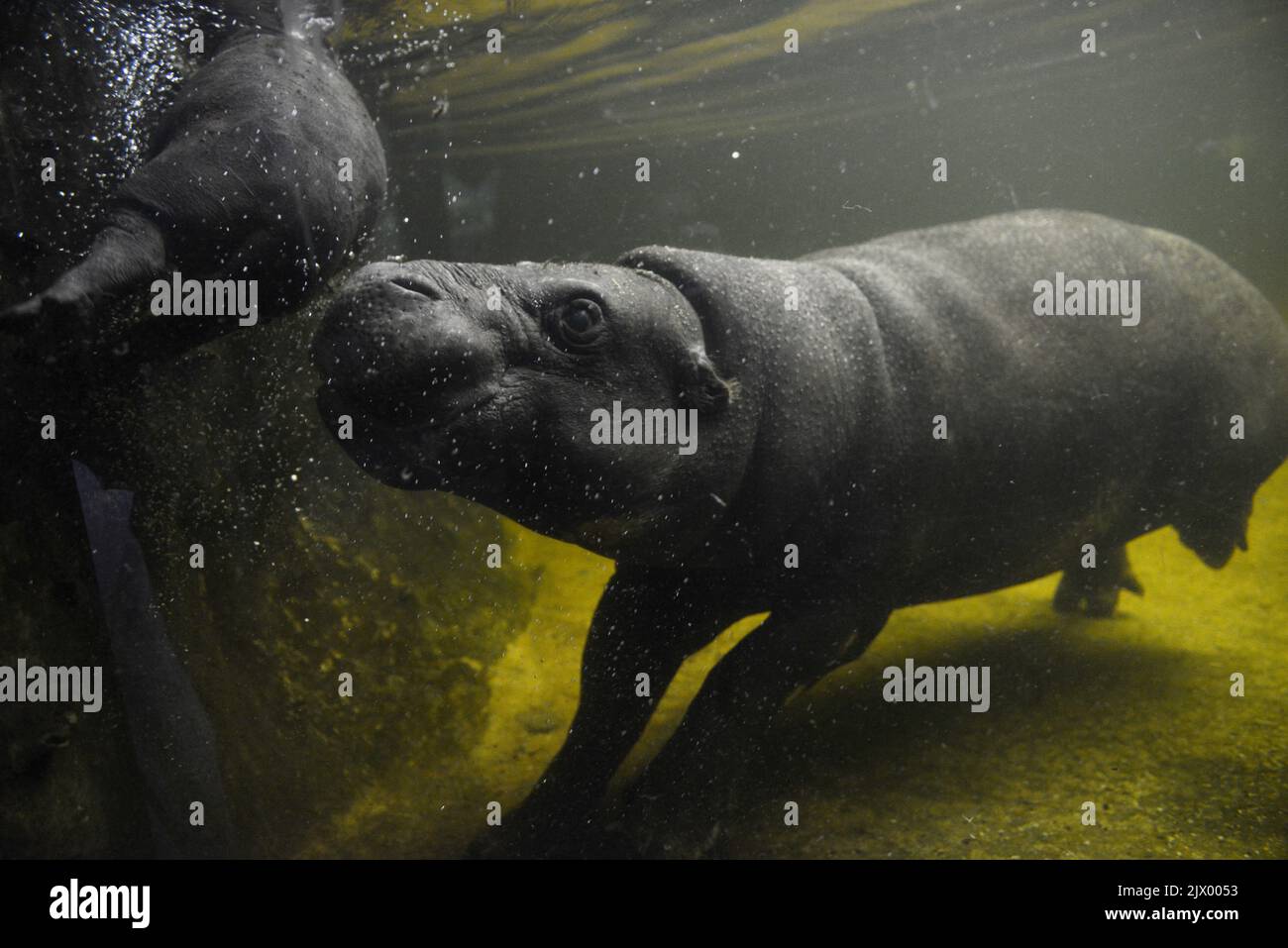Obi a male Pygmy Hippo calf and his mother Petre swim in their ...