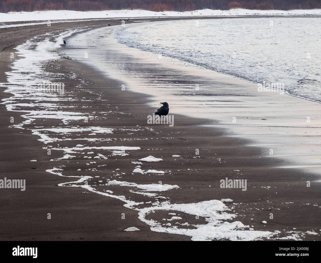 Black crow walking on a black sand beach with white sea foam Stock ...