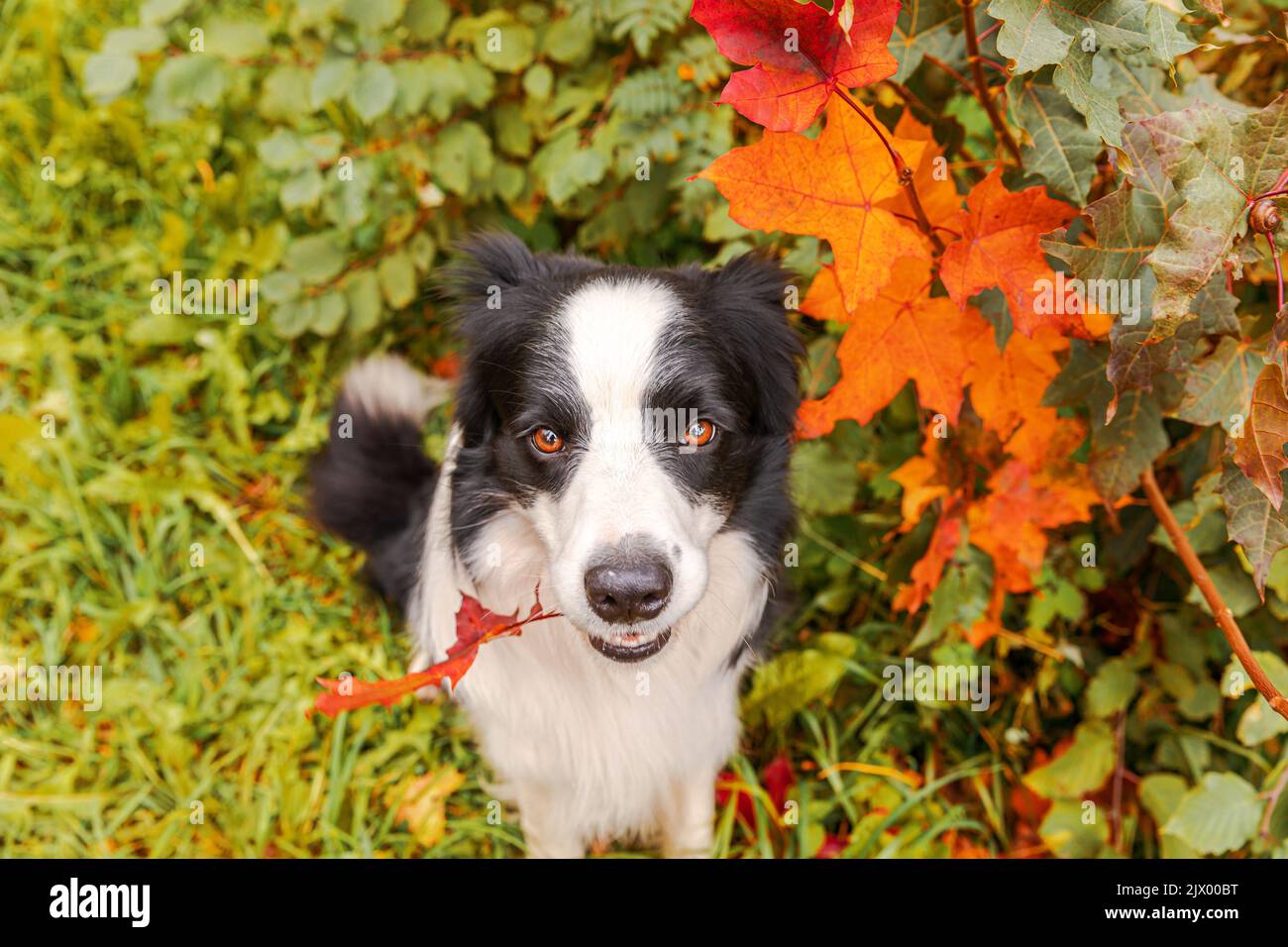 Funny puppy dog border collie with orange maple fall leaf in mouth ...