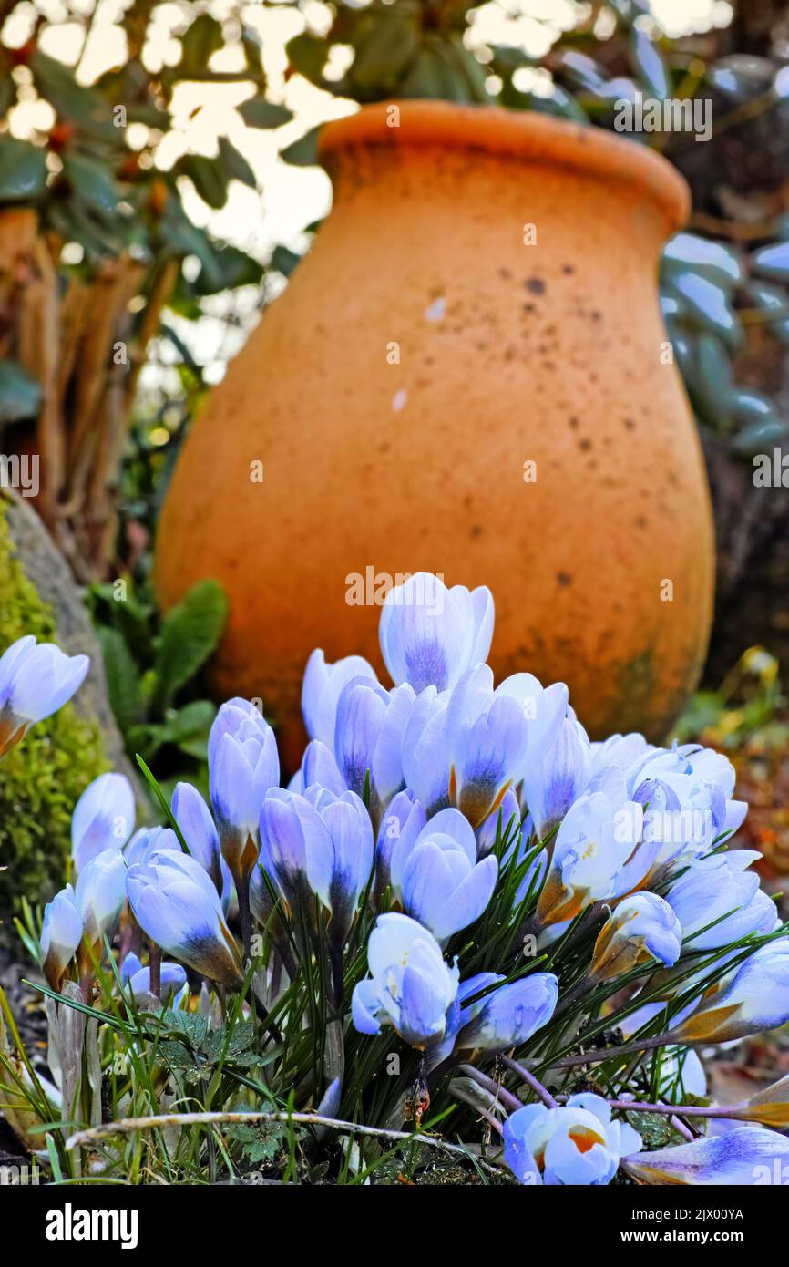 Blue crocus hi-res stock photography and images - Alamy