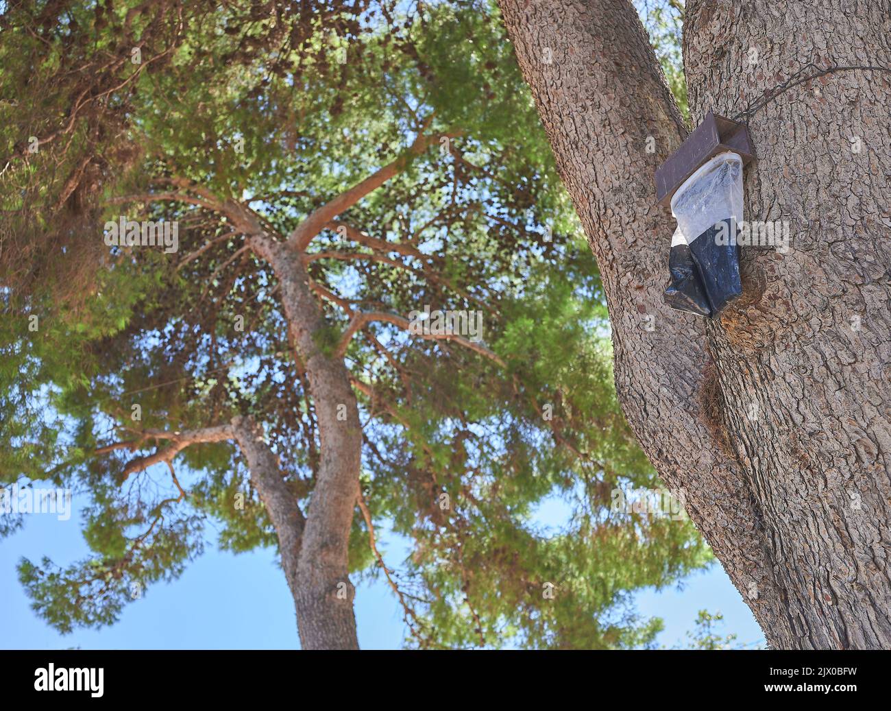 detail of a processionary trap hanging in a pine tree Stock Photo - Alamy