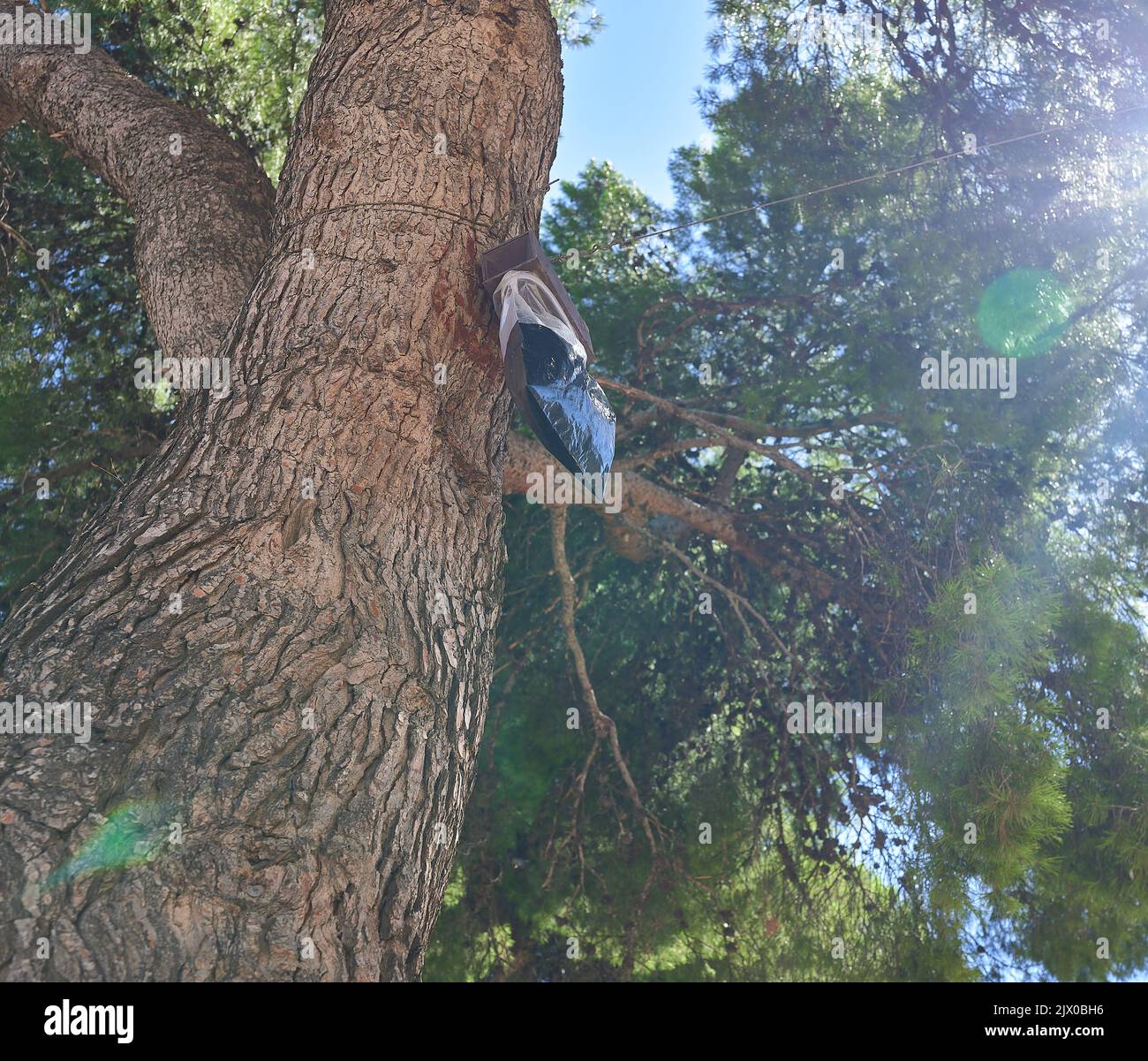 detail of a processionary trap hanging in a pine tree Stock Photo - Alamy
