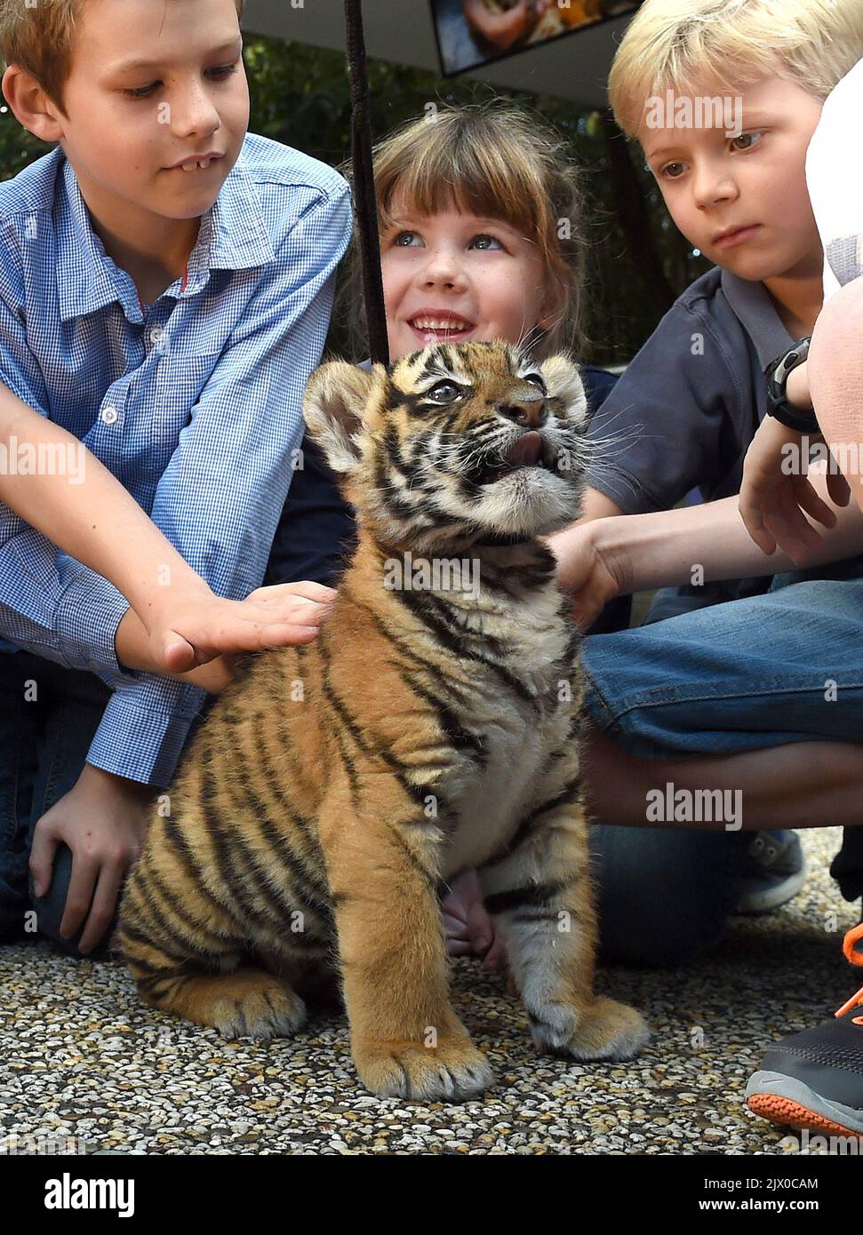 Children meet Kai, a six week old tiger cub at Tiger Island at ...