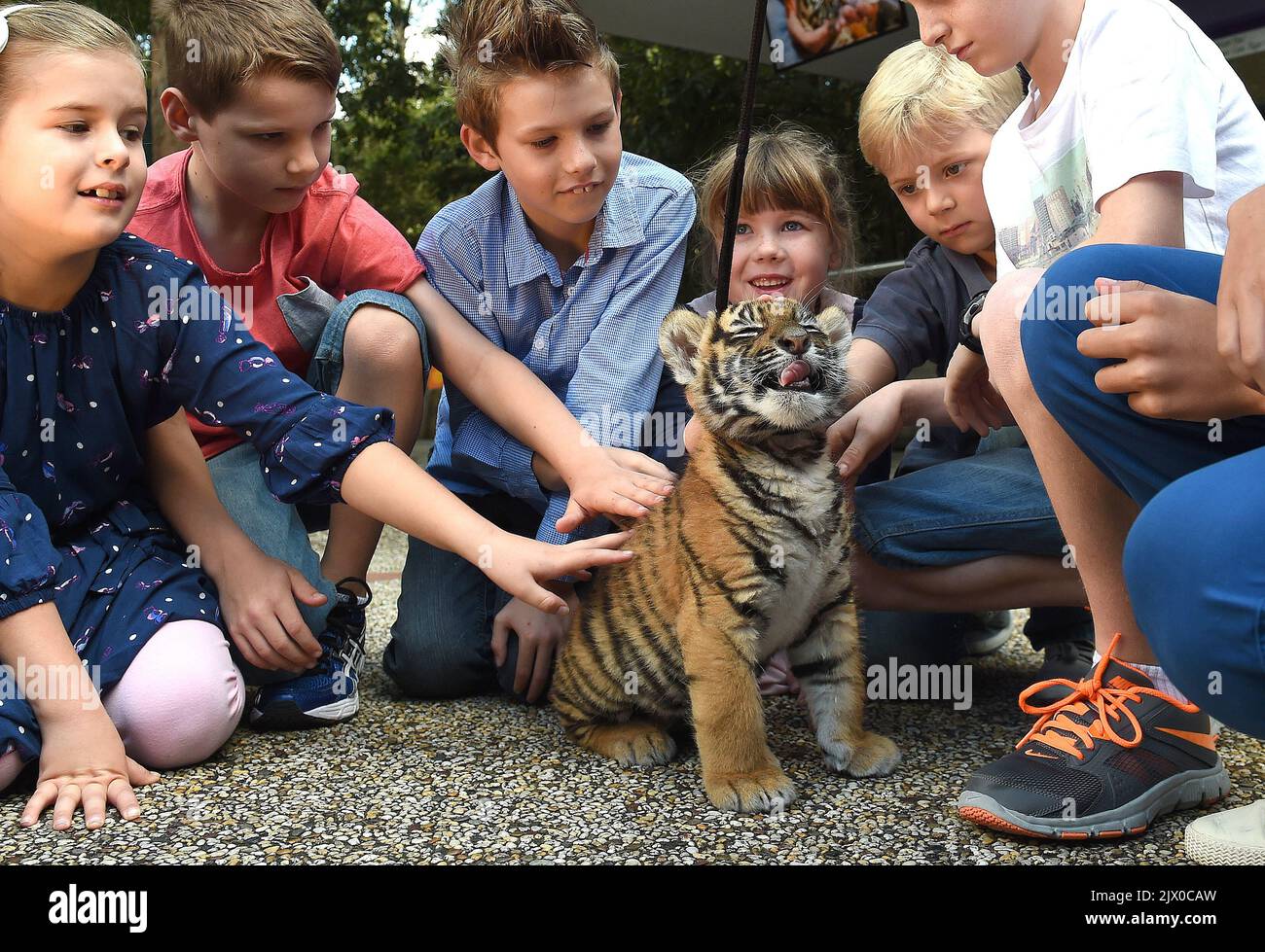 Children meet Kai, a six week old tiger cub at Tiger Island at ...