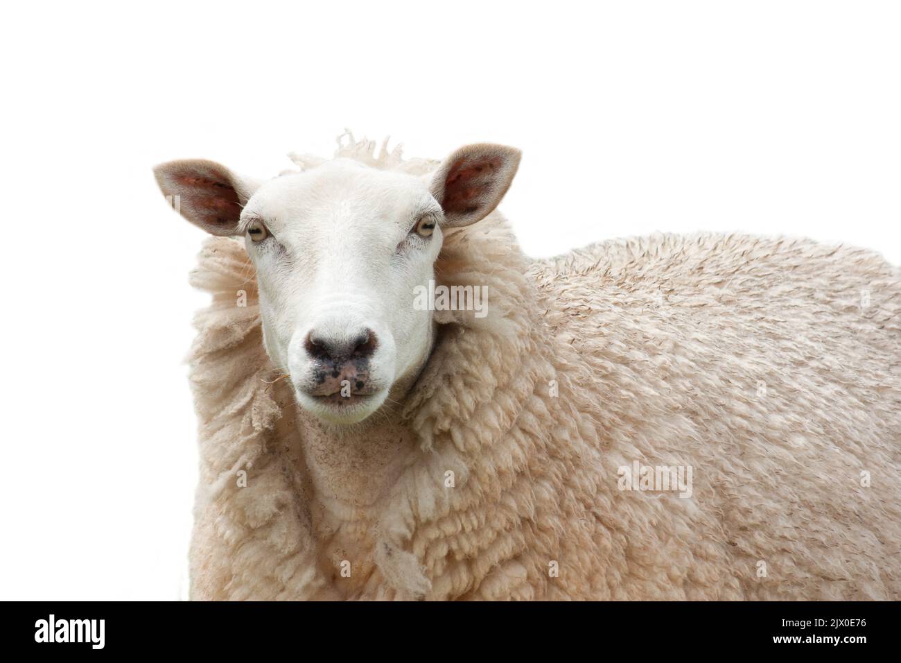 Ewe sheep isolated on white Stock Photo - Alamy
