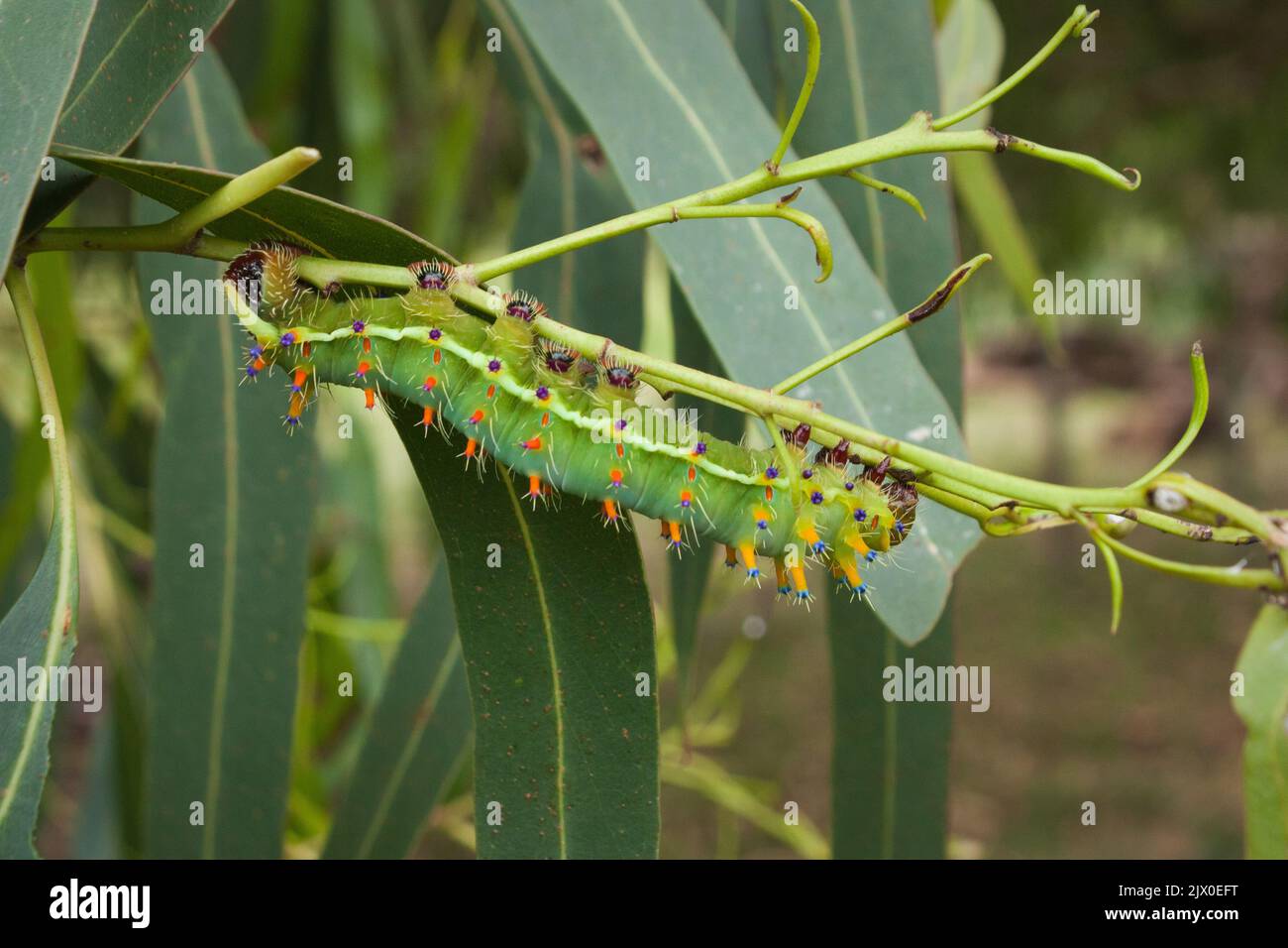 Emperor gum moth caterpillar (Opodiphthera eucalypti Stock Photo - Alamy