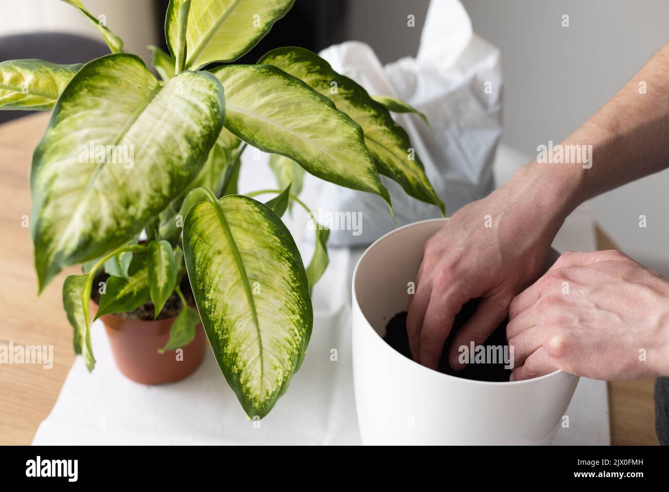 Man potting Dieffenbachia plant at home. Mans hands potting plant Stock ...