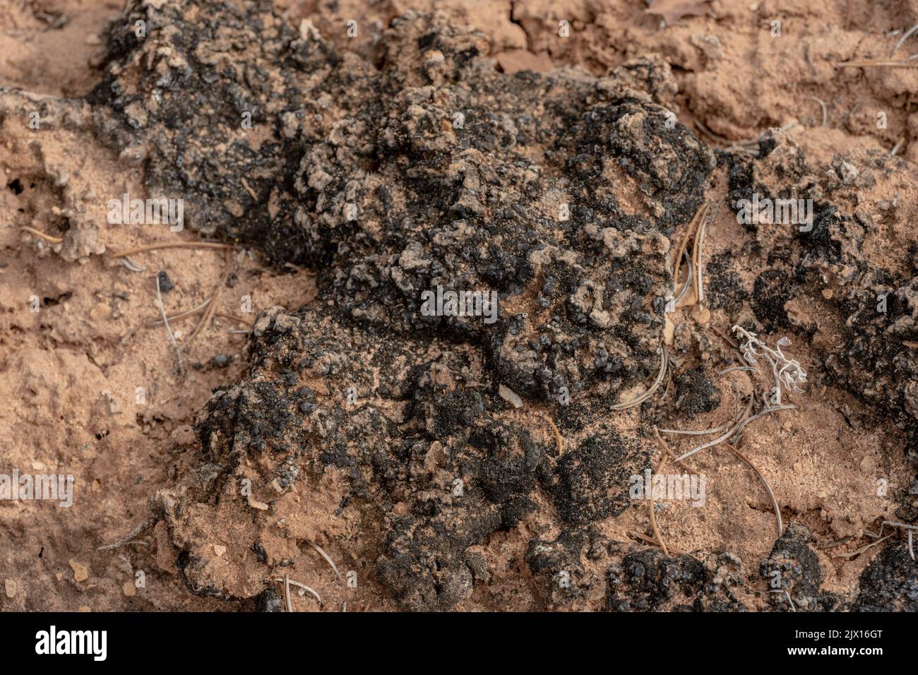 Fragile desert soil crust hi-res stock photography and images - Alamy