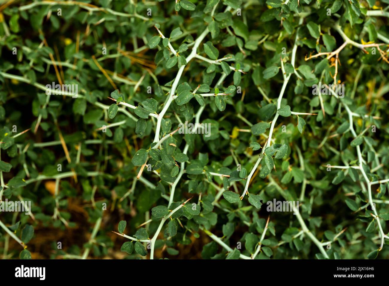 Thick Green Thorns Growing Along Trail Stock Photo - Alamy