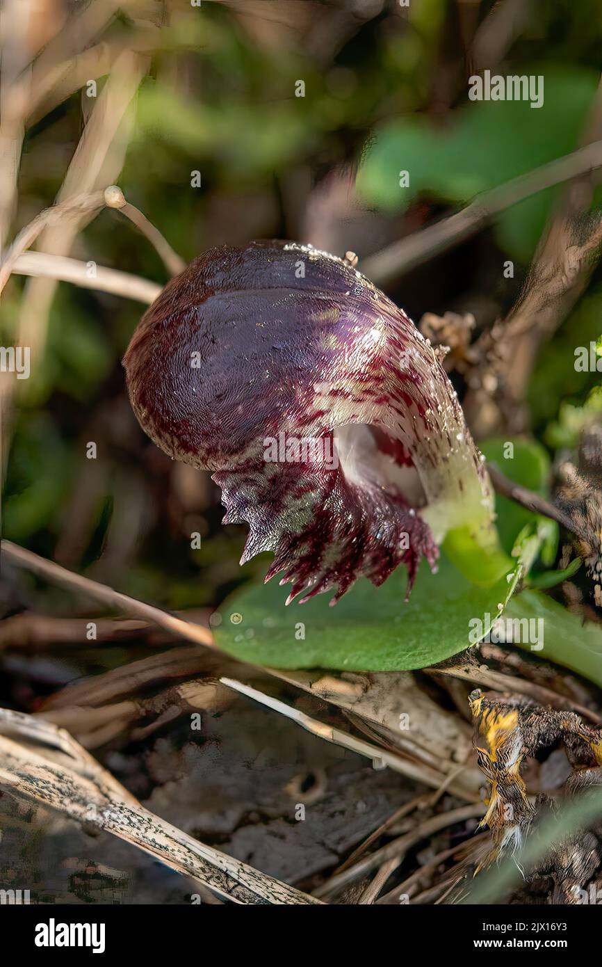 Helmet orchid flower hi-res stock photography and images - Alamy