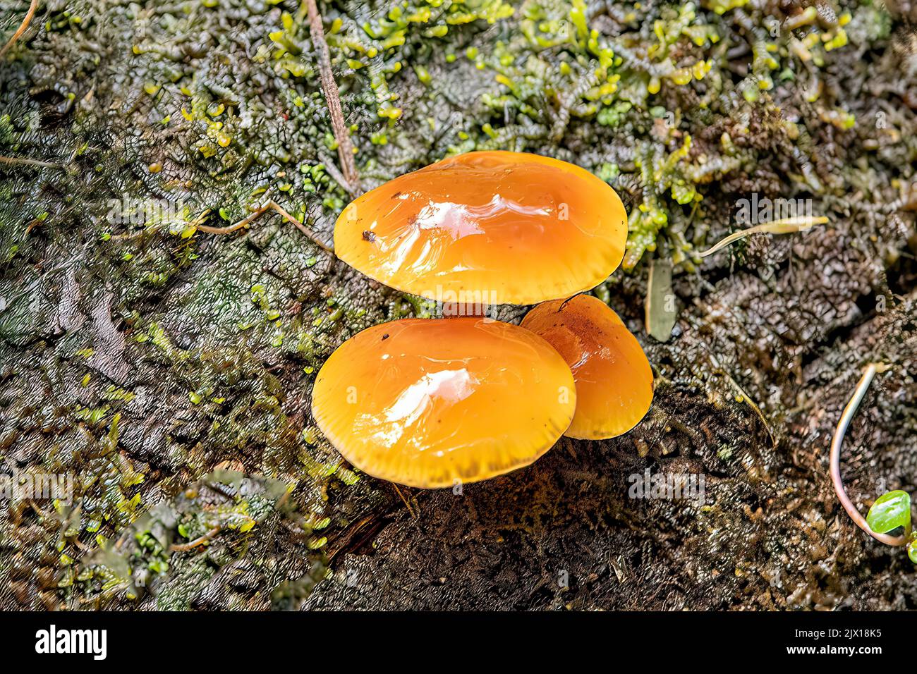 Flammulina velutipes, Velvet Shank Stock Photo - Alamy