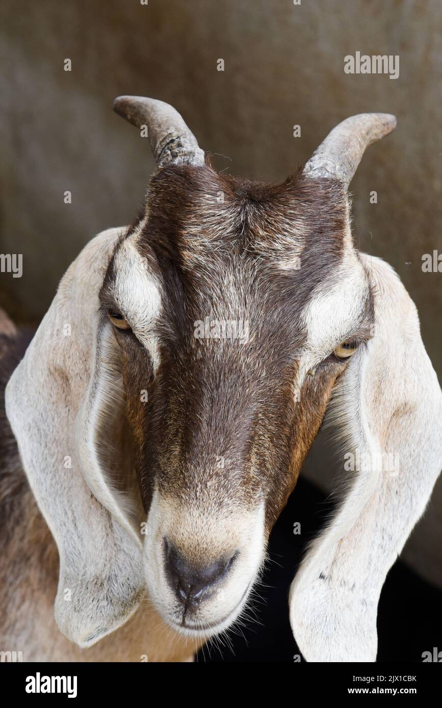 Farm animal goat hi-res stock photography and images - Alamy