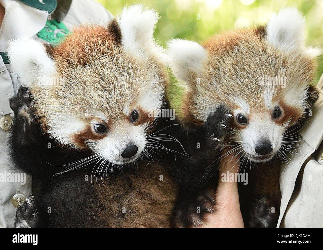 Red panda cubs Mandu (left) and Keta make their first public debut ...