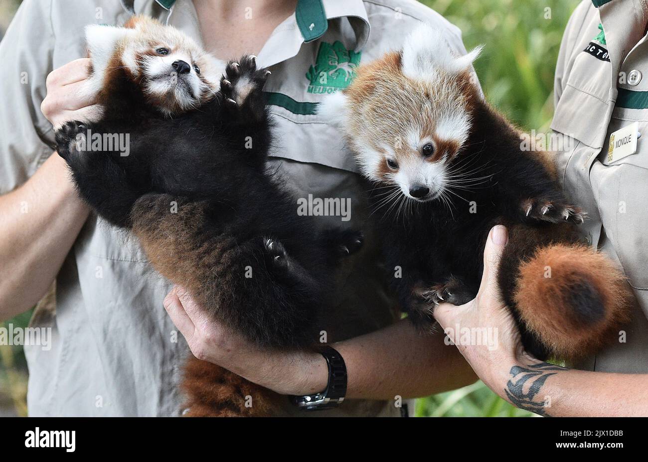Red panda cubs Mandu (left) and Keta make their first public debut ...