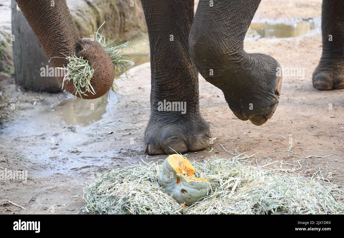 Asian Elephant Bull Bong Su eats a pumpkin in his enclosure at the ...