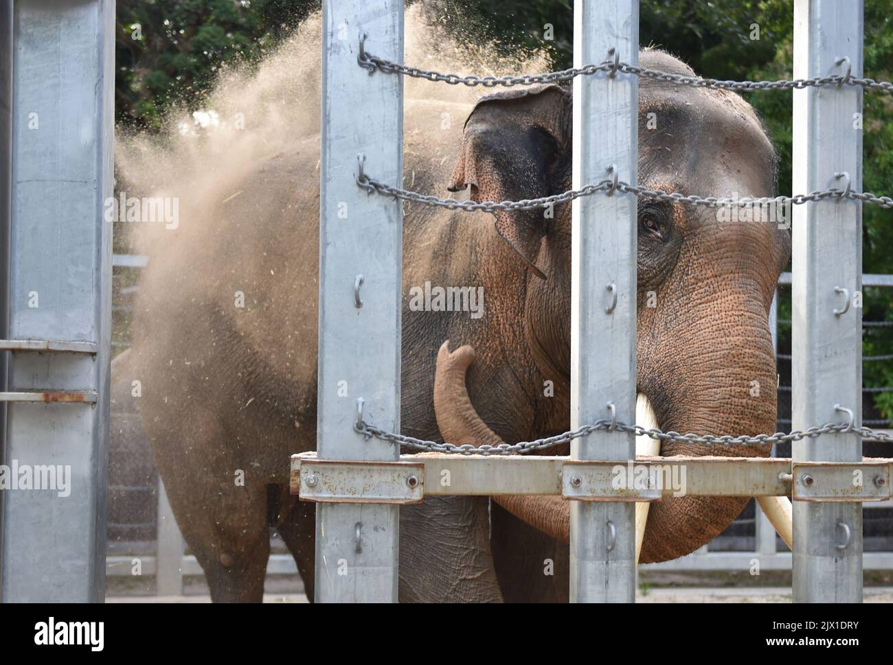 Asian Elephant Bull Bong Su in his enclosure at the Melbourne Zoo in ...