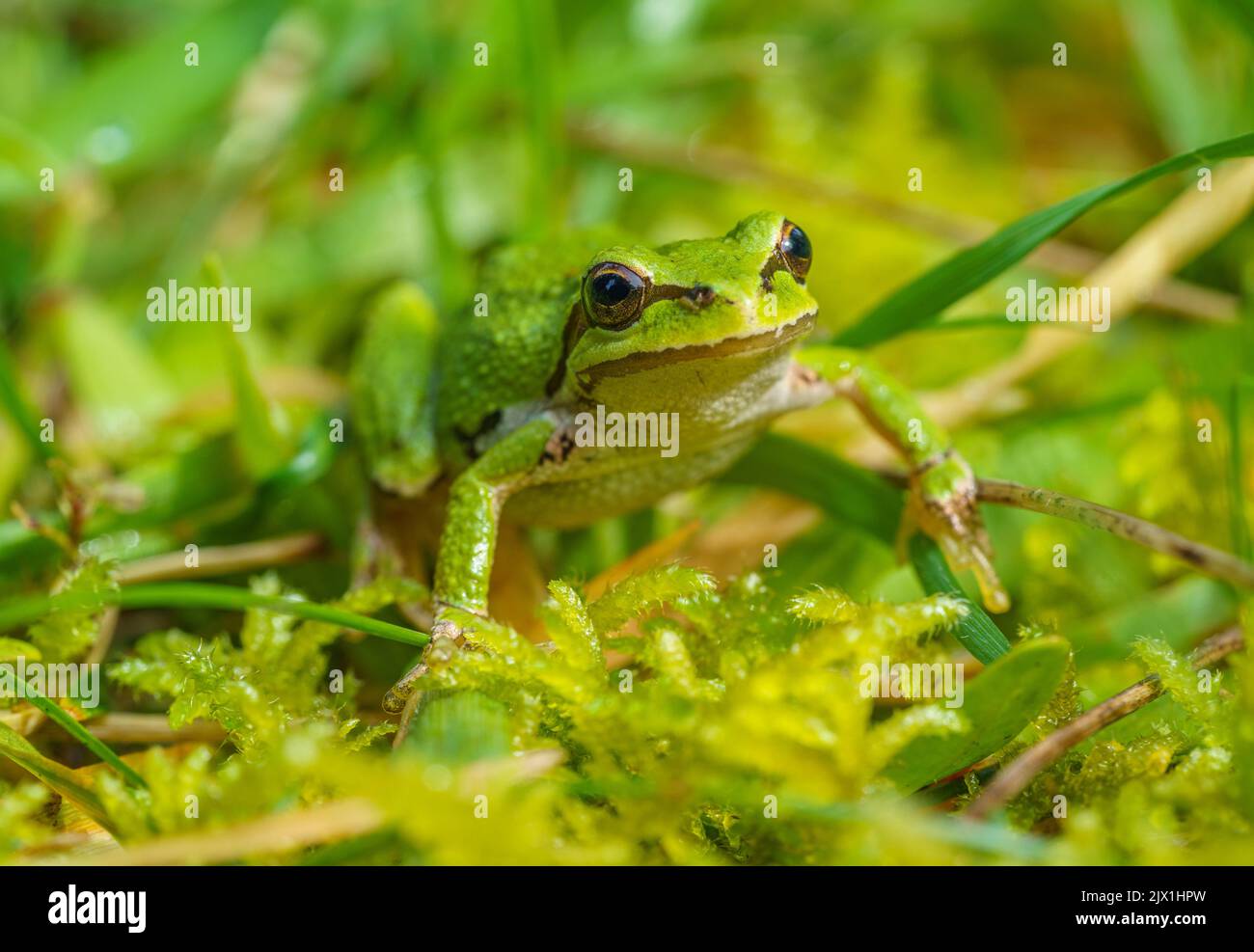 Pacific tree frog sitting hi-res stock photography and images - Alamy
