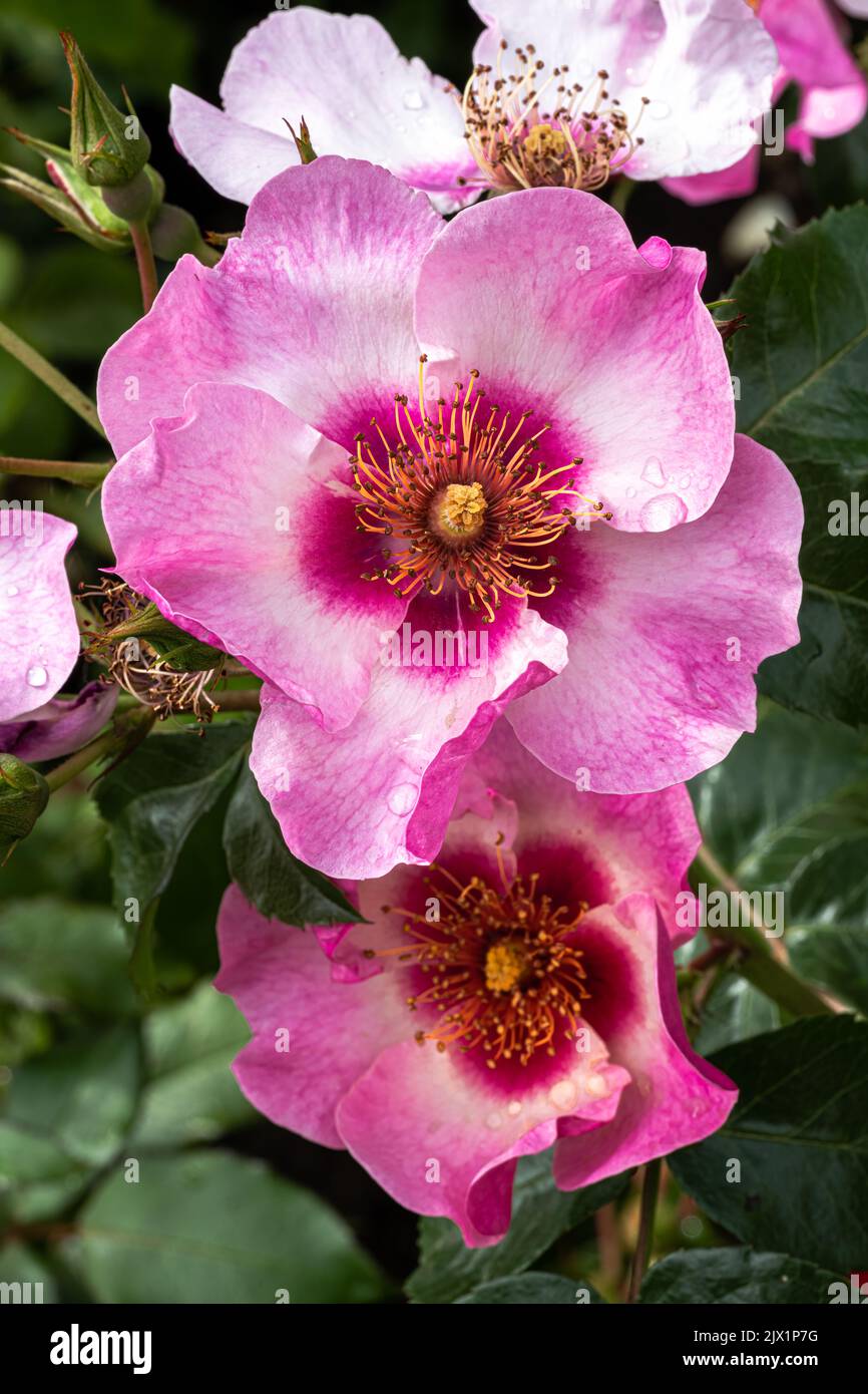 Flowers of ‘Raspberry Kiss’ Floribunda Rose Stock Photo - Alamy