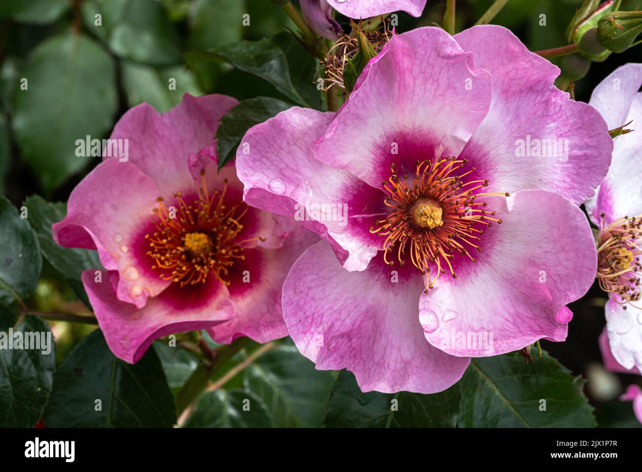 Flowers of ‘Raspberry Kiss’ Floribunda Rose Stock Photo - Alamy