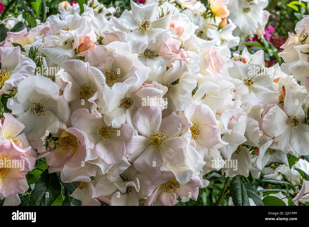White rose bloom sally holmes hi-res stock photography and images - Alamy