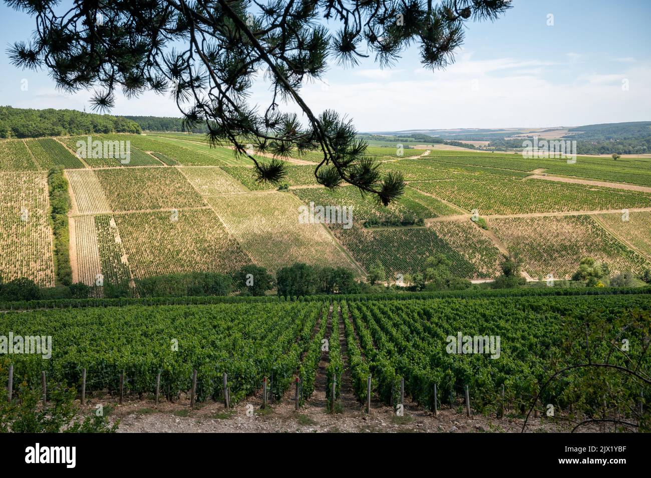 Aerial view on green Chablis Grand Cru appellation vineyards with ...
