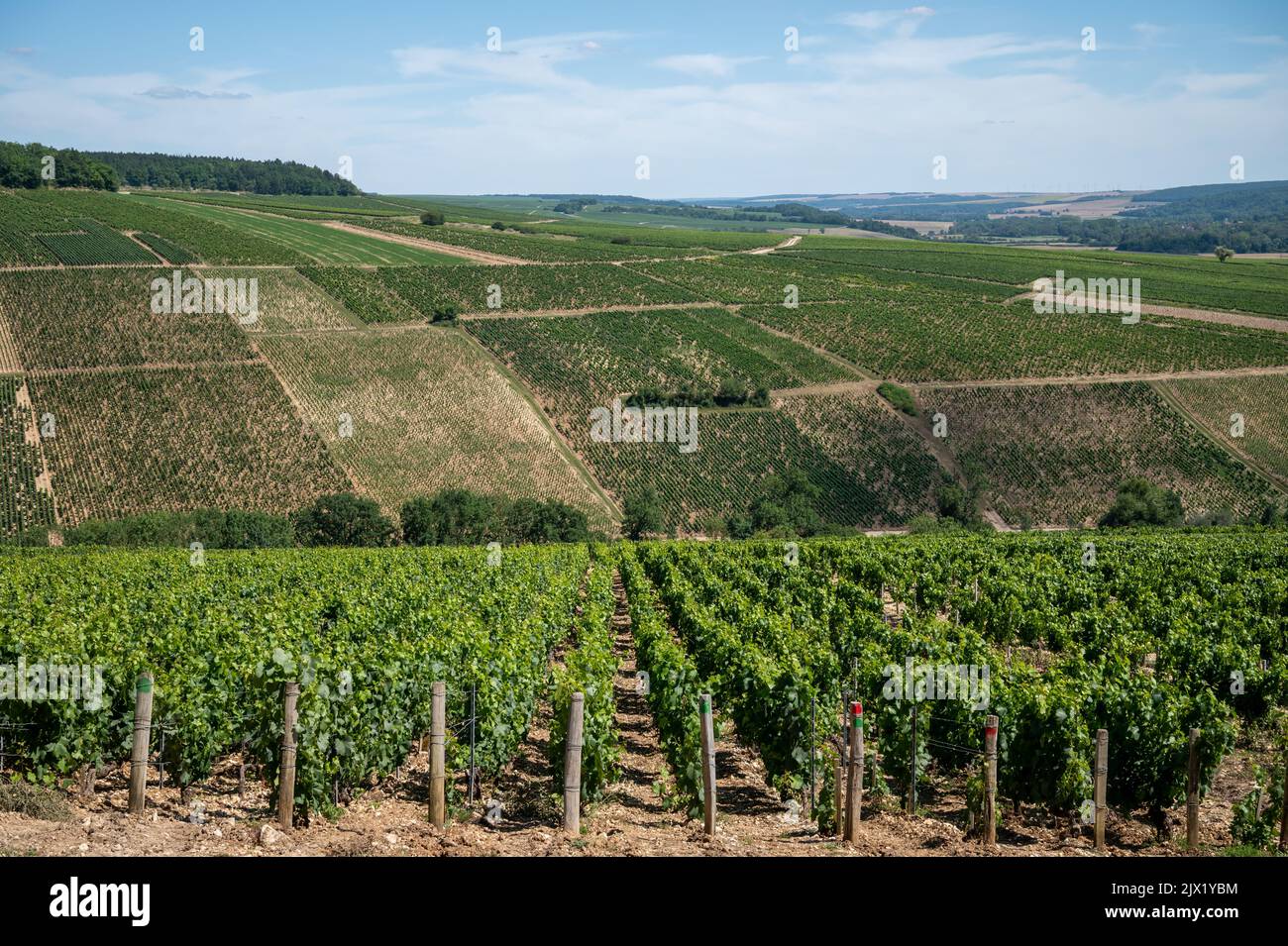 Panoramoc view on green Chablis Grand Cru appellation vineyards with ...