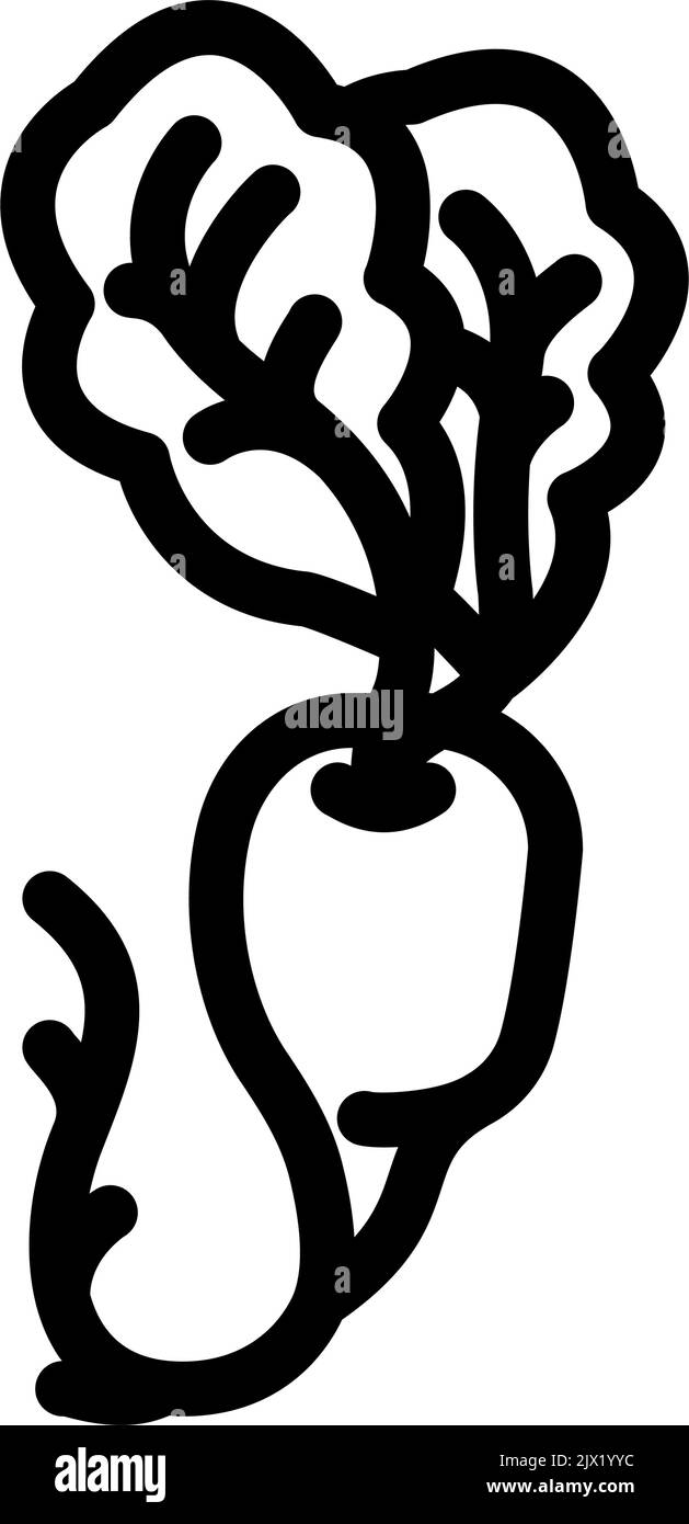 white radish line icon vector illustration Stock Vector Image & Art - Alamy