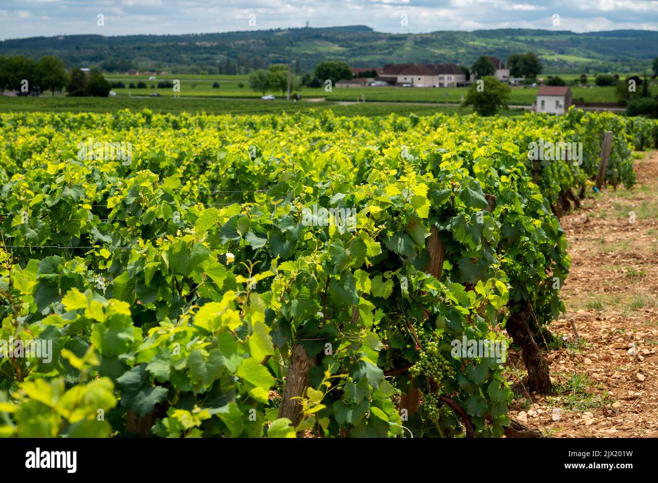 Green vineyards with growing grape plants, production of high quality ...