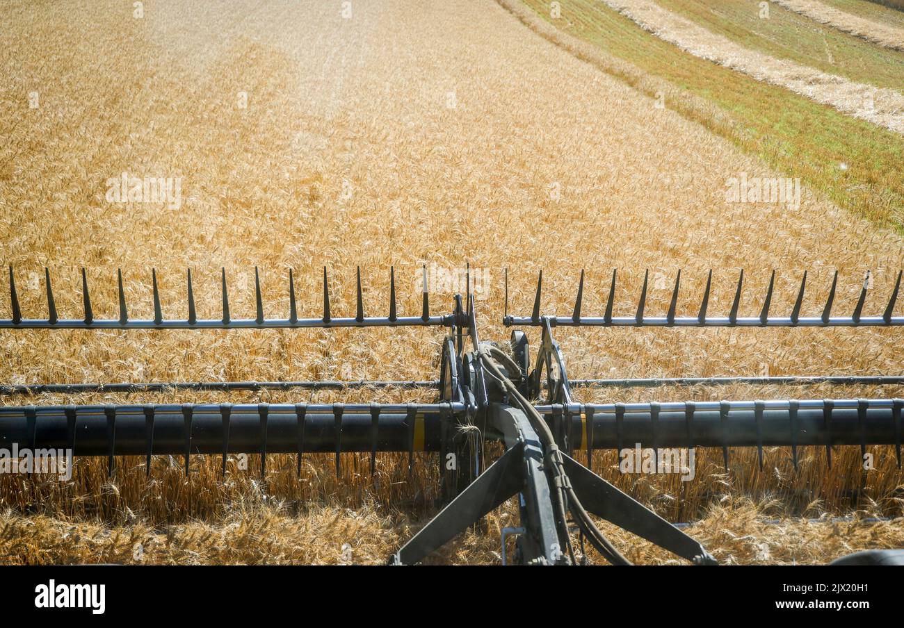 David Reid drives a combine as he harvests the wheat crop near Cremona ...