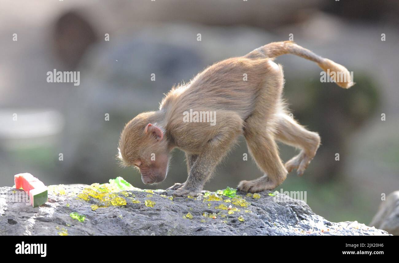 Juju, the hand-raised baby Hamadryas Baboon, celebrates her first ...